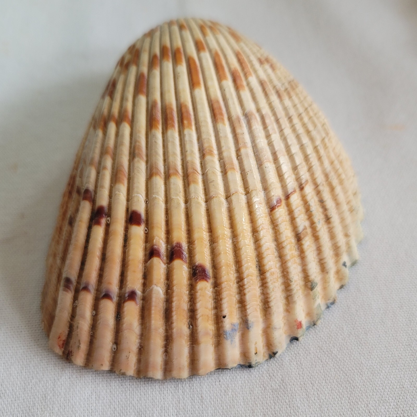 Hand Painted Sea Shell•Winter Scene•EUC•Scallop•Clam•Snow•Bridge ...