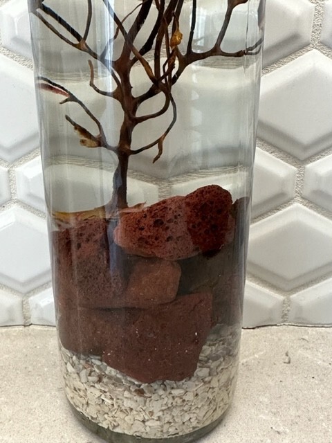 TALL GLASS OPAE ULA HAWAIIAN RED SHRIMP OPEN ECOSPHERE WITH 5+ LIVE ...