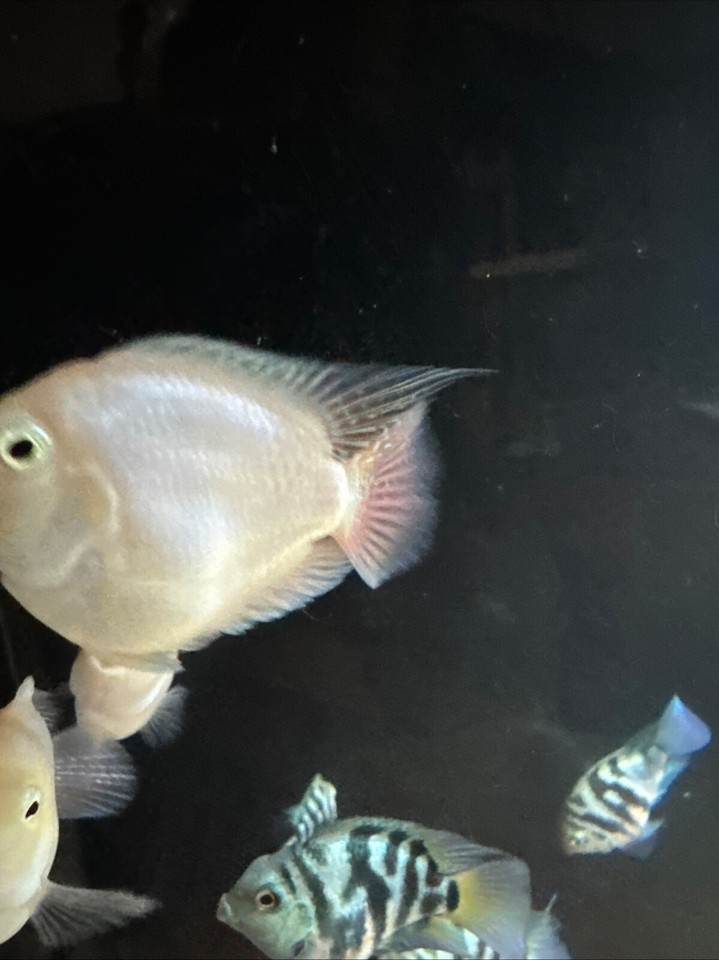 RARE ORANGE AND PINK TAIL SNOW WHITE PARROT CICHLID 2-3 INCH TROPICAL ...