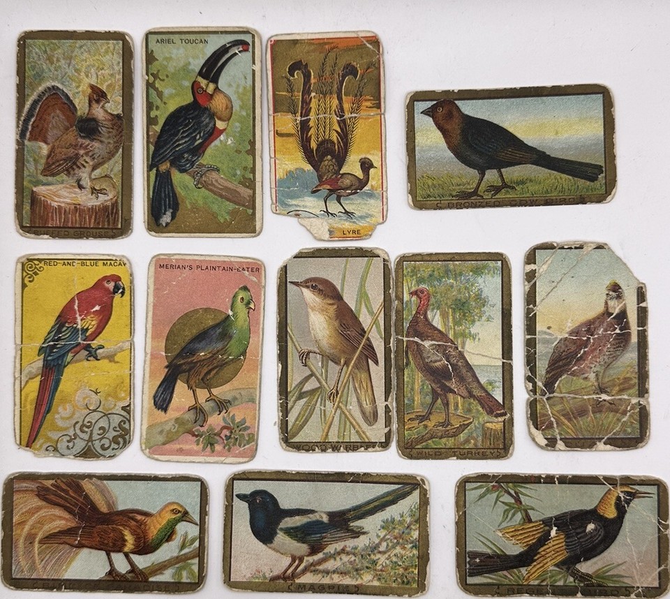 1910 T42 MECCA BIRD SERIES LOT OF 36/100 TOBACCO CARDS - B67 | eBay