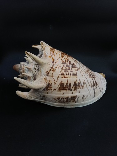 Voluta imperialis sea shell. Crowned Volute 8.5". Collectors beach ...