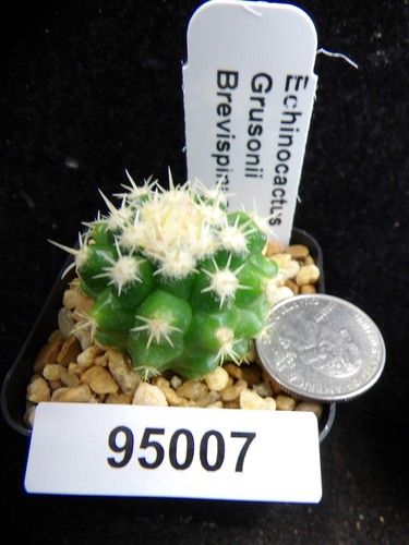 Echinocactus Grusonii Brevispinus Inermis Seedling Live Cactus Plant ...
