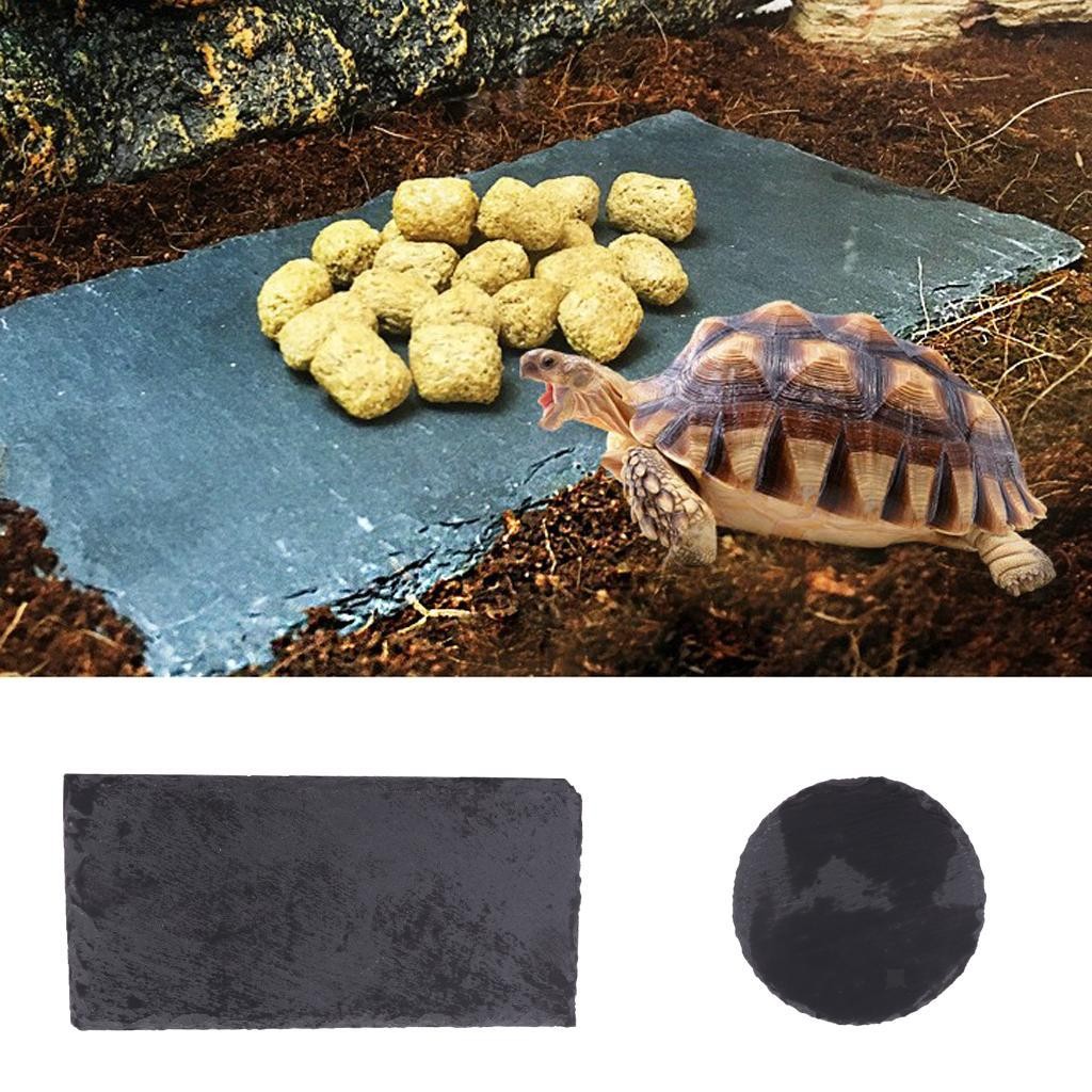 Turtle plate for amphibians, food bowl, natural rock plate | eBay UK
