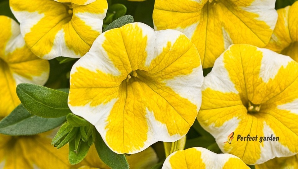 100 Seeds Yellow White Petunia Lemon Slice Superbells Calibrachoa ...