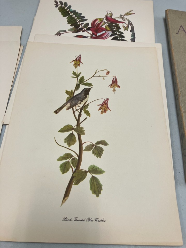 Audubon Birds Of America: 38 Of 50 Color Plates Selected by Roger T ...