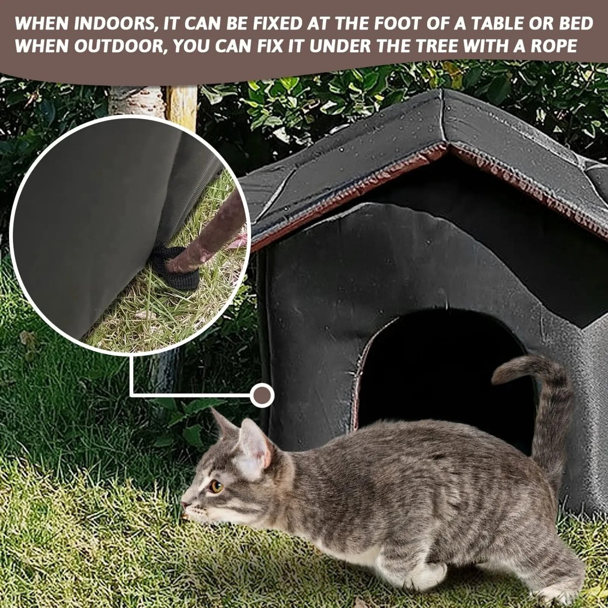 Rescue Cat Oxford