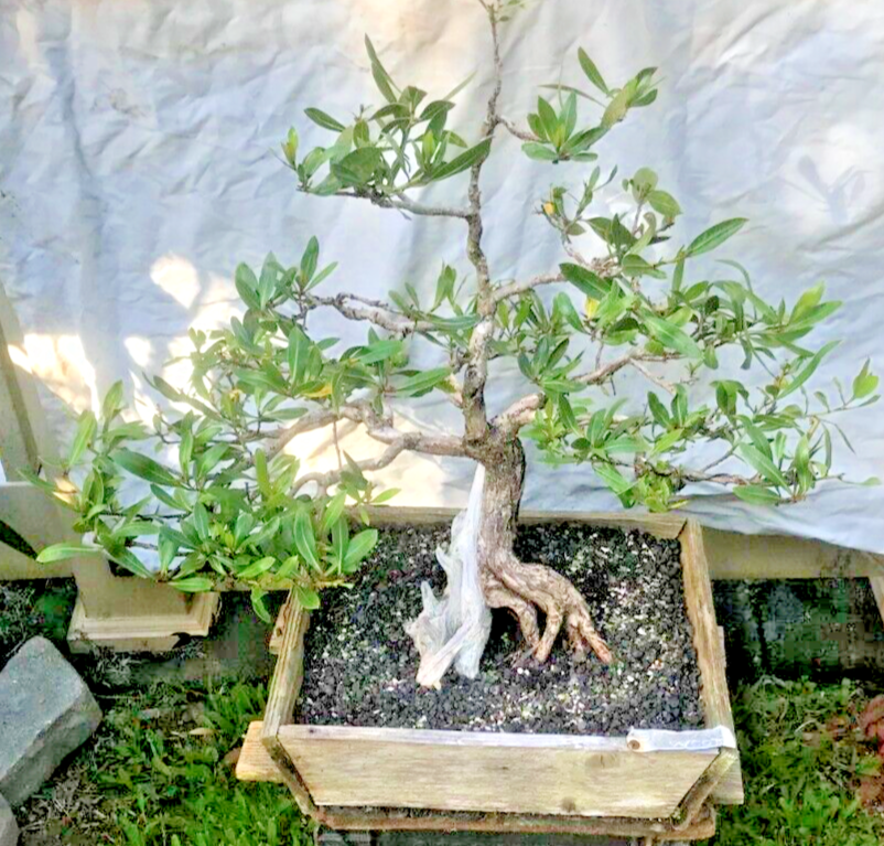BONSAI TREE OLD BUTTONWOOD YAMADORI | eBay