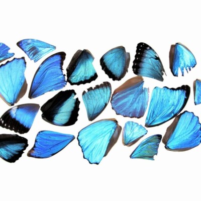 LOT OF 20 blue Morpho butterfly wings CRAFT GRADE | eBay