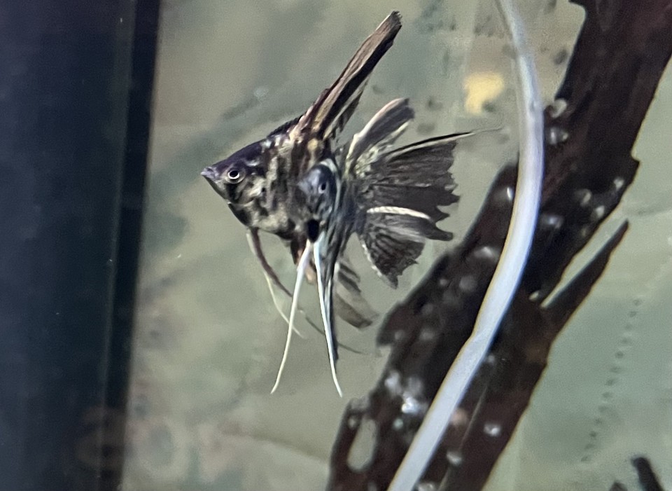 4 Blue Marble Veil Tale Angelfish (Dime-Nickel size) USA Seller Unsexed ...