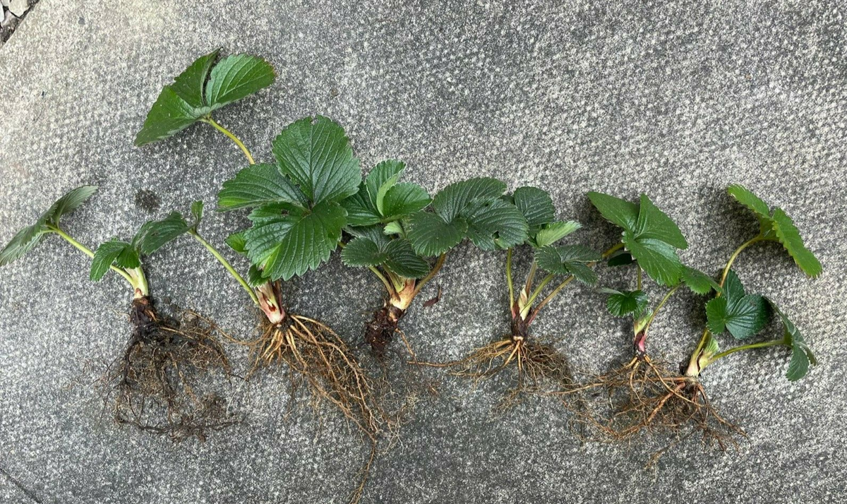 Bare Root Strawberry Plants Planting Bare Root Strawberries