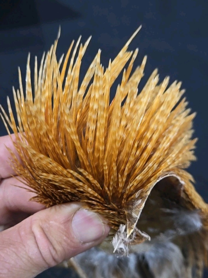 Barred Ginger Rooster Neck Cape Fly Tying Fishing Hackle Feathers ...