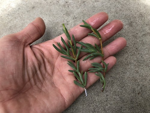 Pigface / Pig Face Red Flower x1 Unrooted Plant/ Stem Cutting - Free ...