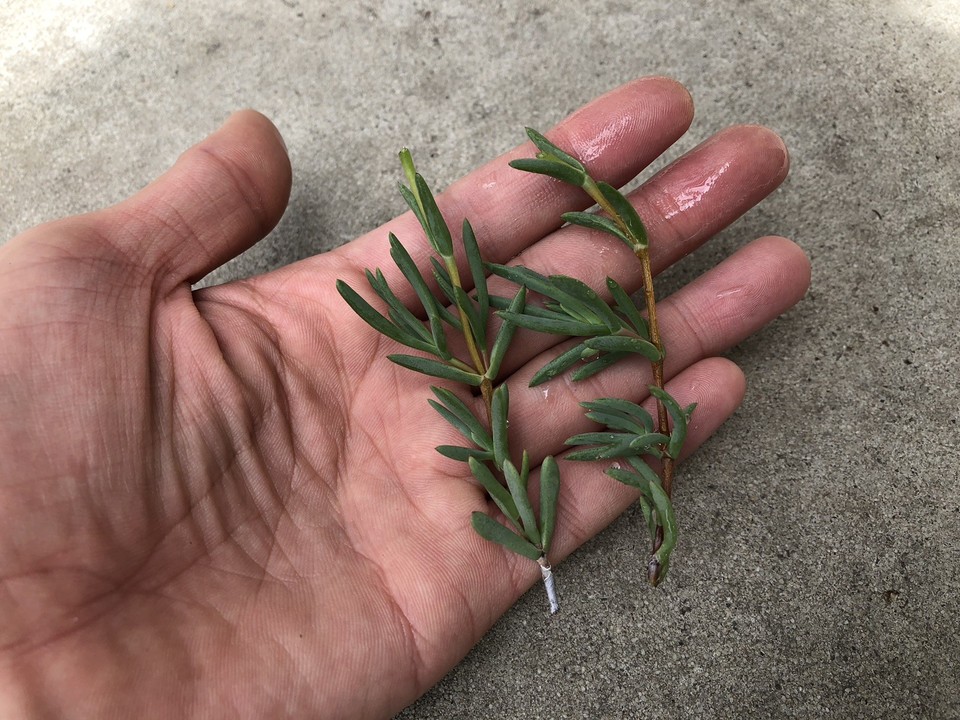 Pigface / Pig Face Red Flower x1 Unrooted Plant/ Stem Cutting - Free ...