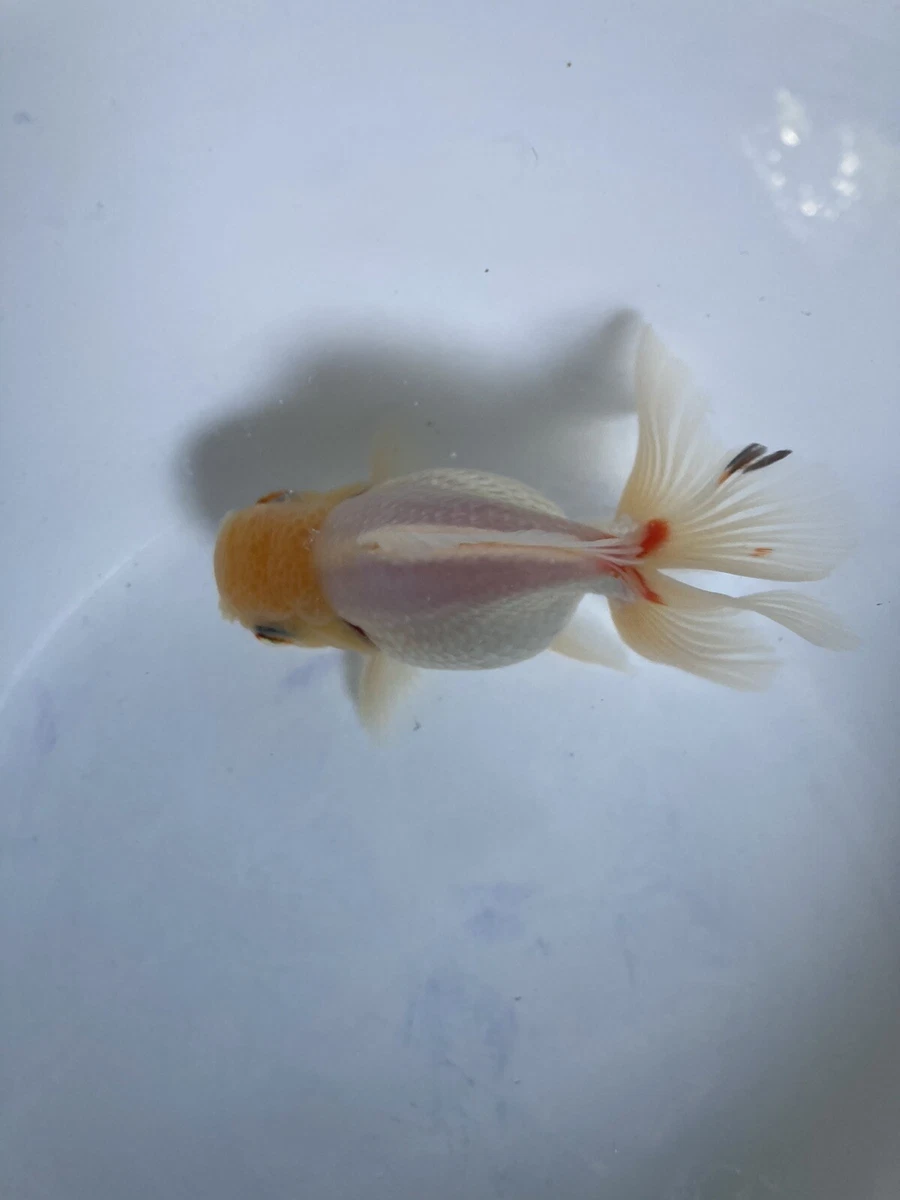 White Ranchu Goldfish