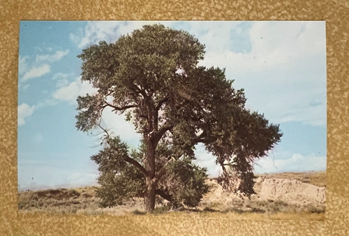 Postcard ~ 3488 ~ Cottonwood ~ Wyoming State Tree ~ UNMAILED | eBay