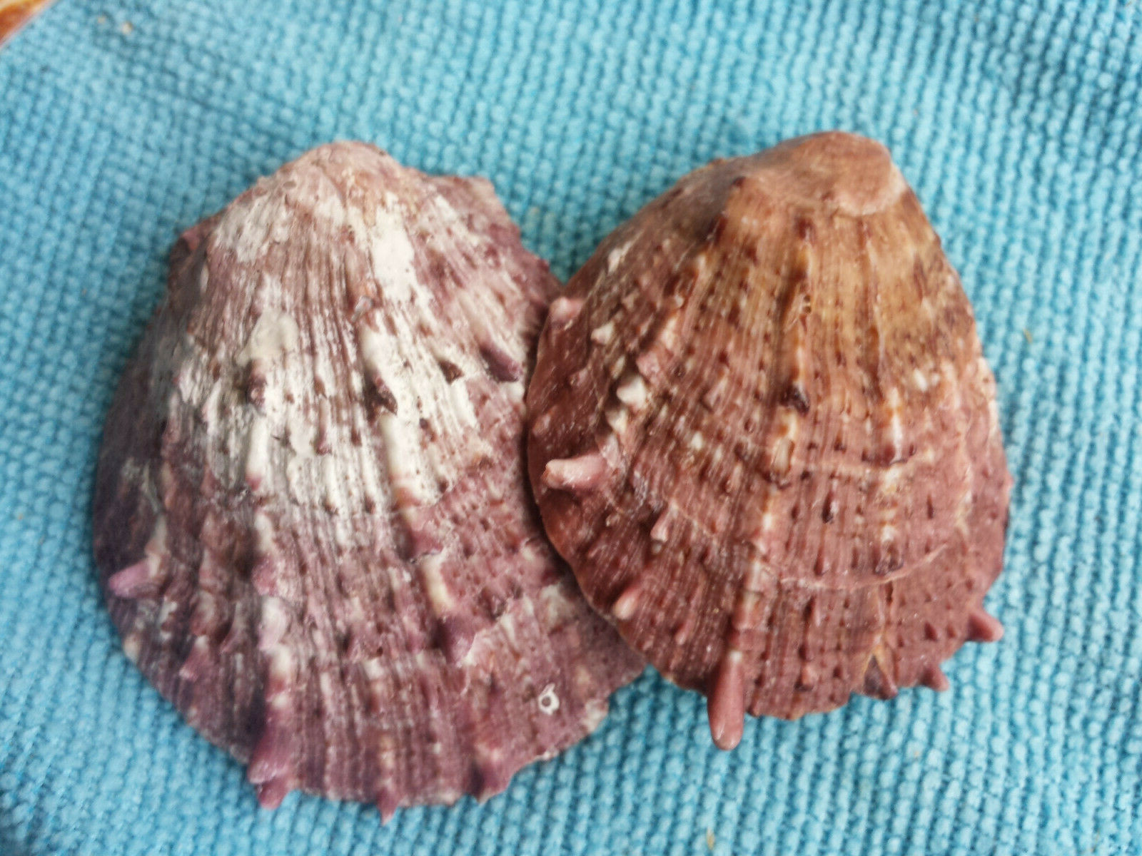 Spiny Oyster Purple Shells Approx. 2 1/2 "x 2" Purple Spiny Shells | eBay