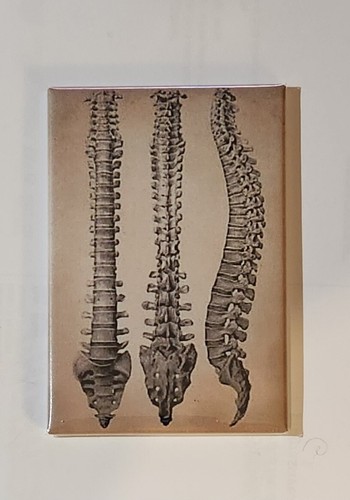 Spine Diagram Refrigerator Magnet 2" by 3" Vintage Spinal | eBay