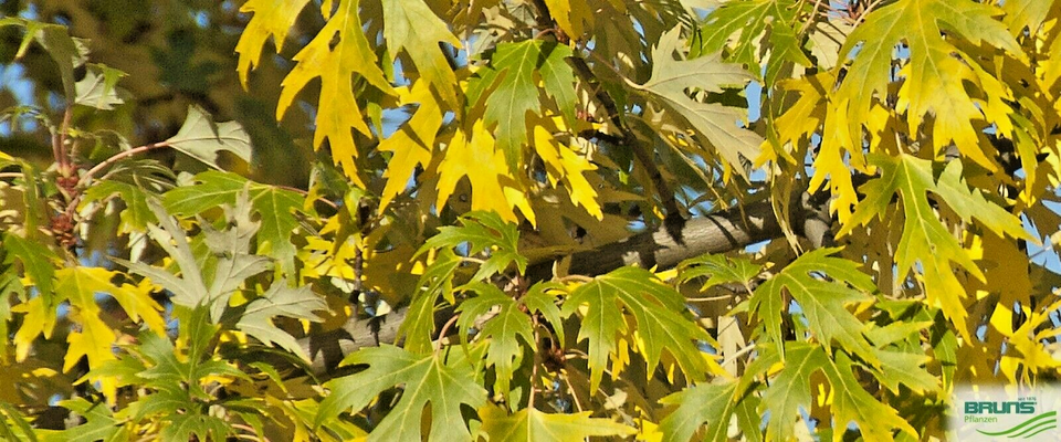15 CUT LEAF SILVER MAPLE SEEEDS - Acer saccharinum Laciniatum | eBay UK