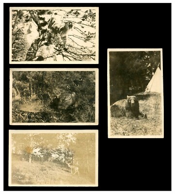 4 Vintage Game RPP Postcards by Ned W. Frost Postmarked Cody, Wyoming ...