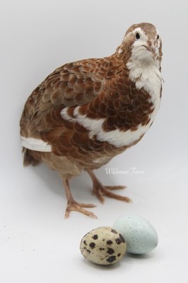 18 Pied Coturnix Quail Hatching Eggs | eBay