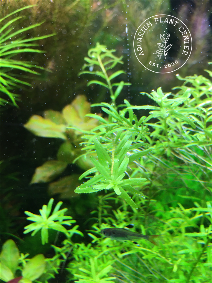 Rotala sp. 'Coin Leaf', Live Aquarium/Aquatic/Background/Red Plant ...
