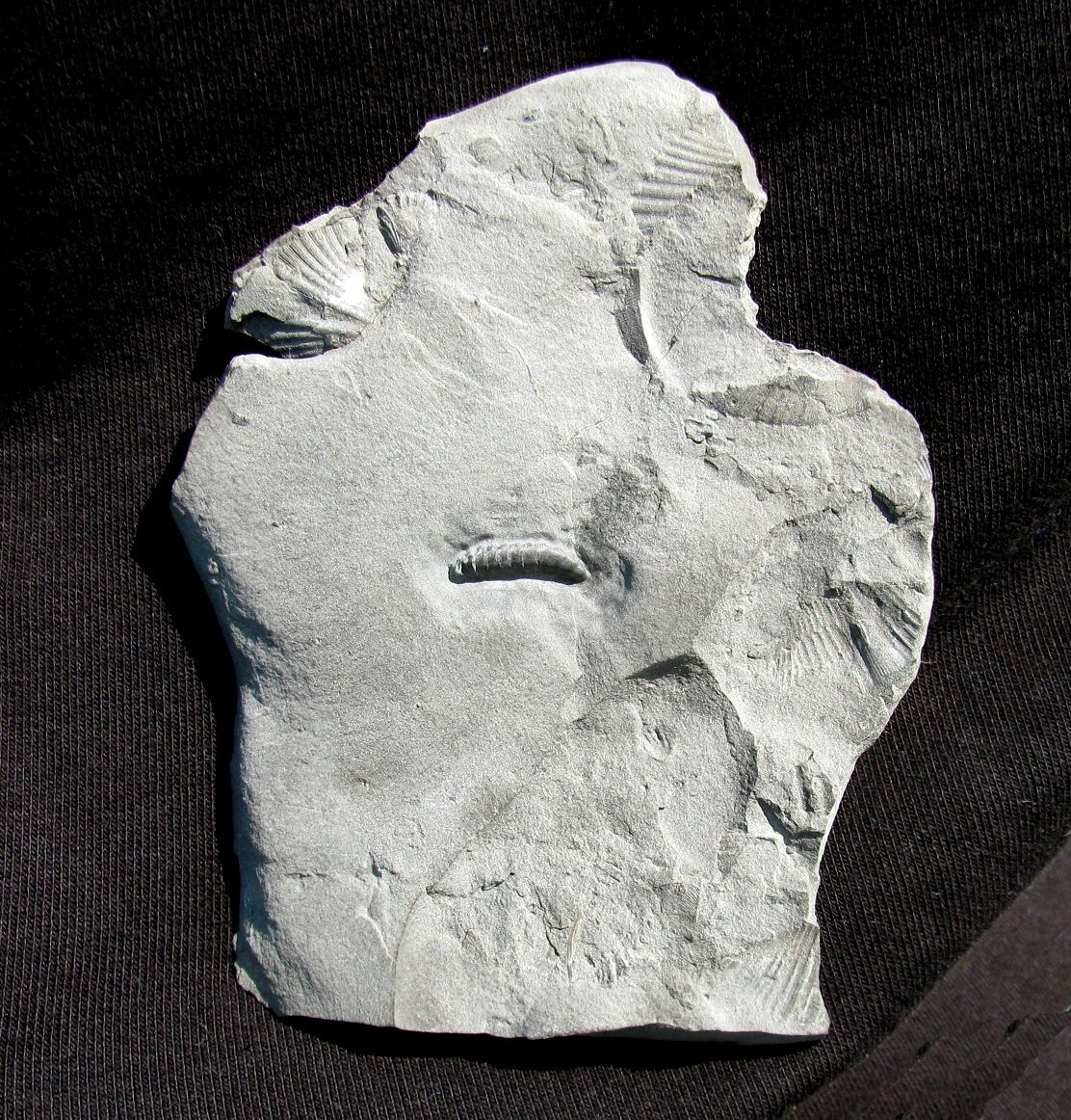 EXTINCTIONS- EXTREMELY RARE DETAILED SILURIAN ARMORED WORM MACARIDIAN ...