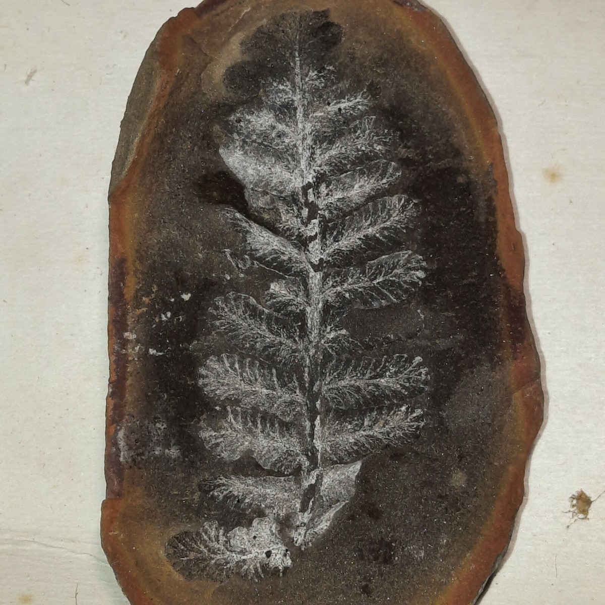 Pennsylvanian Period Plants