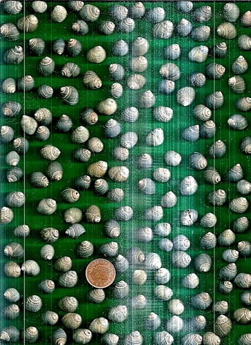 170 Scottish UK NORTH SEA worn & nibbled Common Periwinkle sea shells ...