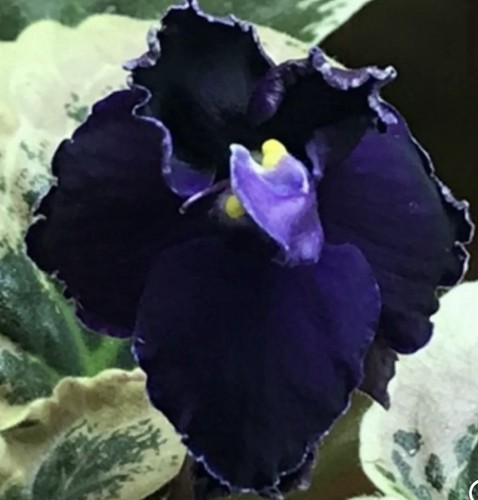 African Violet plant. Apache Midnight . Large mature plant. Variegated ...