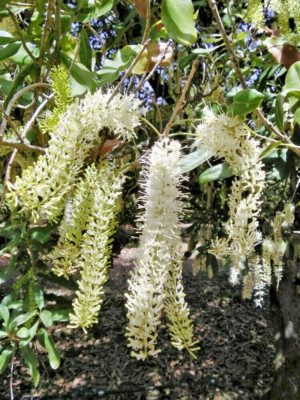 5X NATIVE IVORY CURL FLOWER SEEDS-BUCKINGHAMIA-WHITE FLOWERS-GARDEN ...