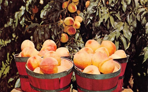GA~GEORGIA~CENTERVILLE~LORING PEACHES GROWN BY GUNN ORCHARDS NEAR PERRY ...