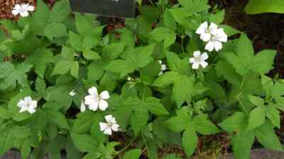 Hardy Geranium nodosum Silverwood in a 9cm pot evergreen | eBay UK