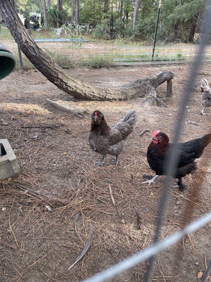 6+extras Fertile F2 And F3 olive moss eggers. | eBay