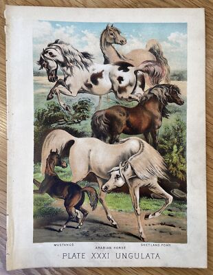 1880 Lithograph Print Johnson's Mammalia Mustang Arabian Horse Kentucky ...