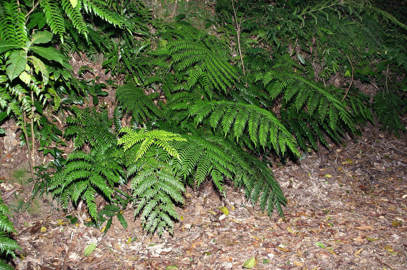 Cyathea rebeccae - Fern spore for sale (Black Tree Fern) | eBay