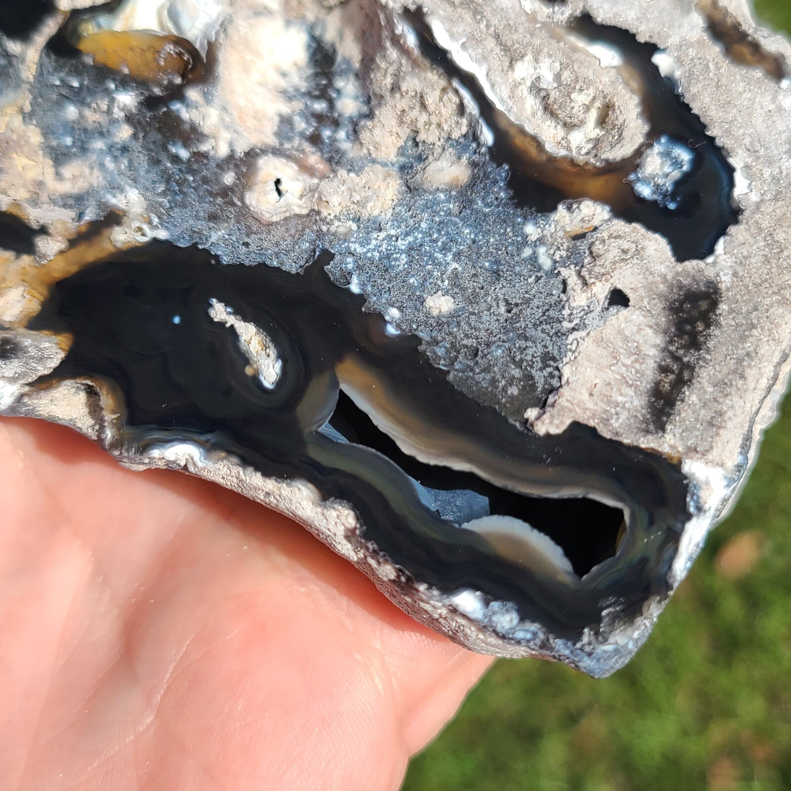 POLISHED AGATIZED FOSSILIZED CORAL FROM TAMPA BAY FLORIDA FOSSIL | eBay