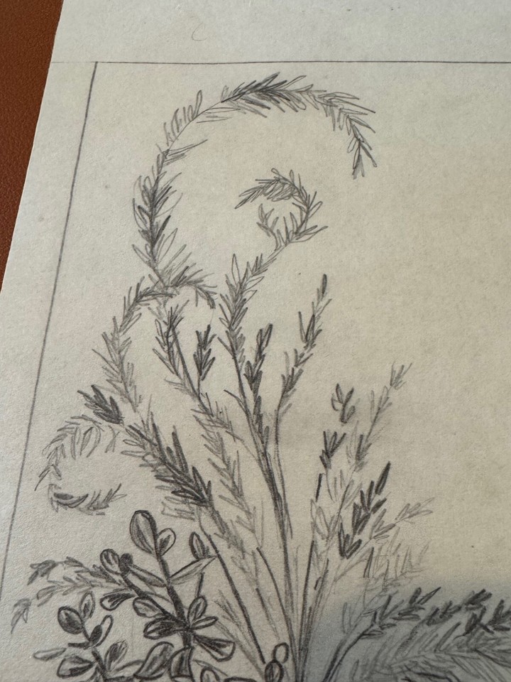 Vintage Sharon Niles Signed Pencil Drawing of 2 Potted Plants | eBay