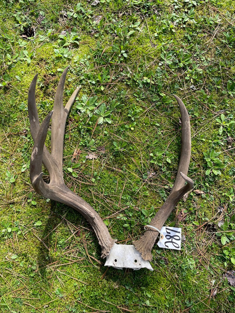 Non Typical Mule Deer Buck