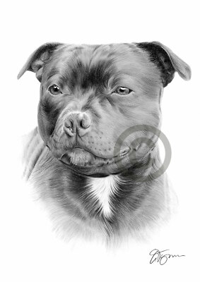 Staffy STAFFORDSHIRE BULL dog artwork print A3/A4 signed pencil drawing ...