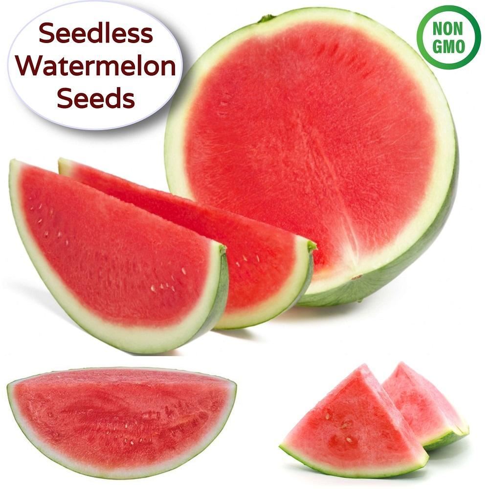 WATERMELON SEEDLESS F1 HYBRID 5 Seeds SPRING SUMMER Vegetable Garden ...