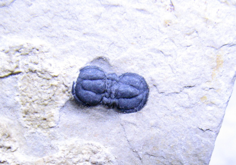 Cambrian Itagnostus Peronopsis interstrictus trilobite fossil on matrix ...