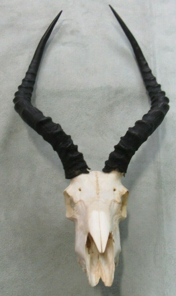 Impala Skull White Carved Impala Skull With Rope Horns