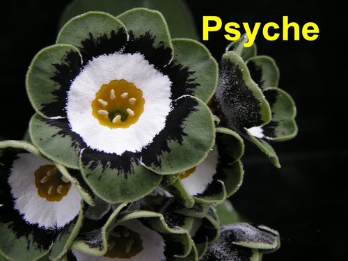 Primula Auricula Plant Psyche (Green Edge Show) | eBay UK
