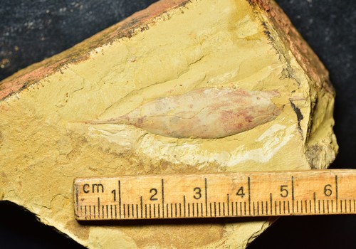 DORSAL Isoxys Arthropod! BIG! Lower Cambrian, Chengjiang | eBay