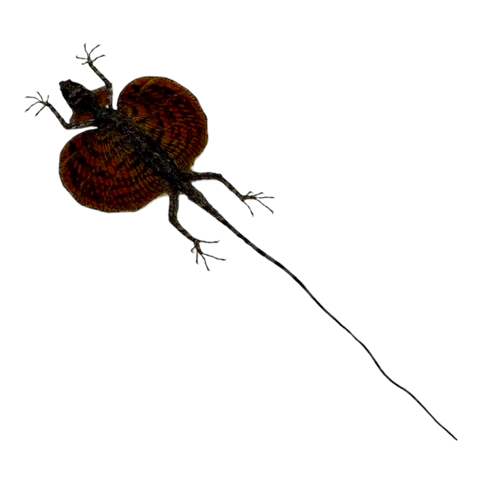 REAL RED Draco Flying Lizard Draco haematopogon Taxidermy Indonesian ...