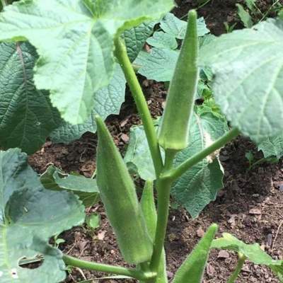 Emerald Okra Seeds, Velvet, Variety Packet Sizes, BEST OKRA, FREE ...