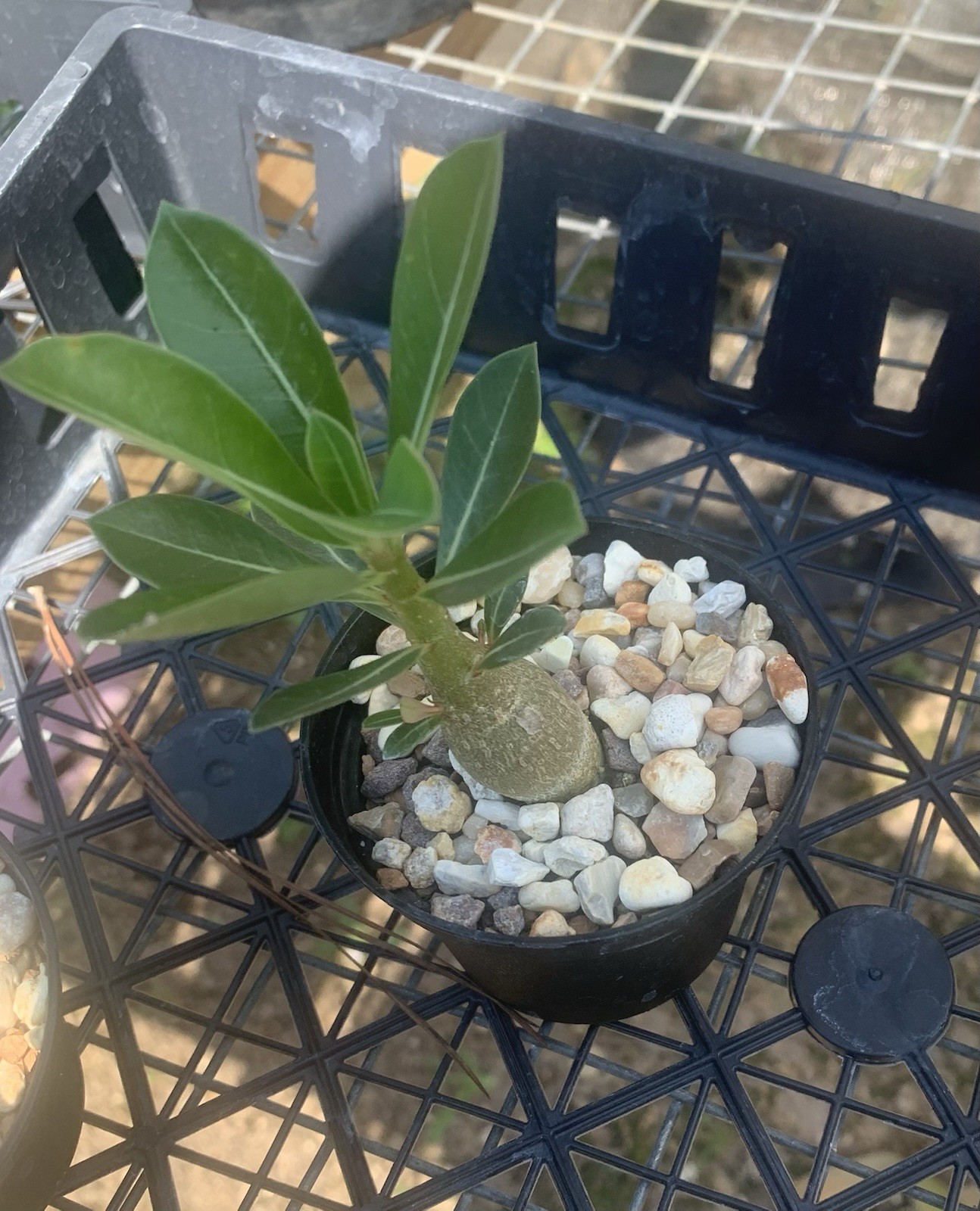 Rare Adenium Arabicun Brazilian Plant. US Grown. Fast Grower Rarely ...