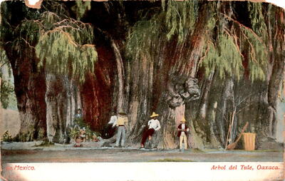 Arbol del Tule, Mexico, Oaxaca, giant cypress tree, stoutest trunk ...