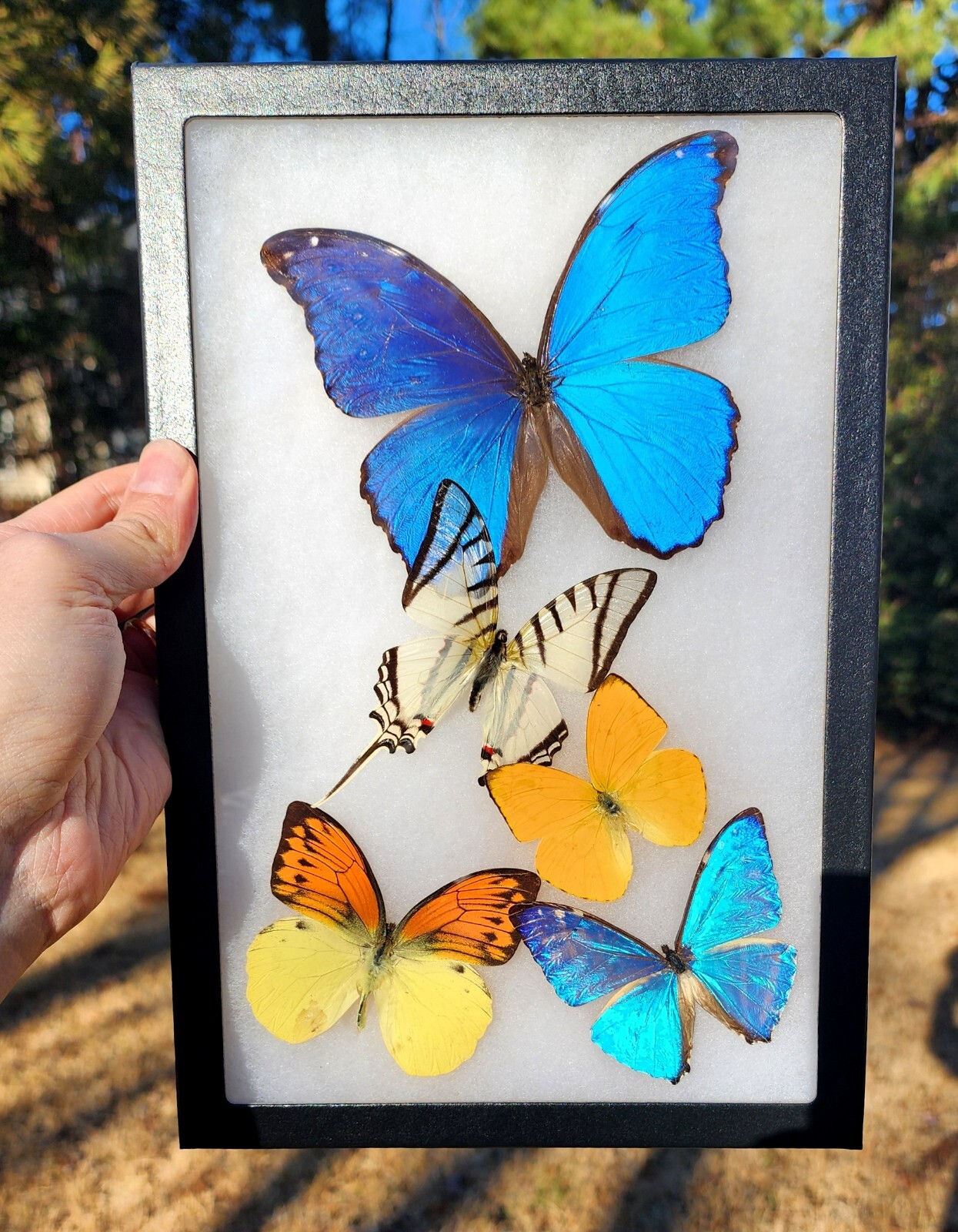 Discount Quality 8x12 Framed Real Butterflies Riker Mount with attached ...