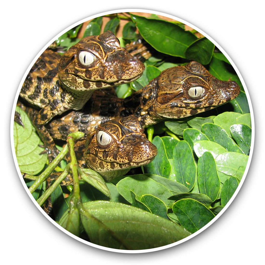 2 x Vinyl Stickers 15cm - Broad Snouted Caiman Crocodile Cool Gift ...